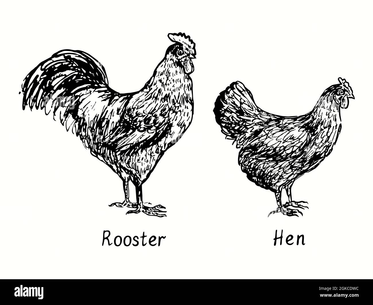 Rooster and hen side view. Ink black and white doodle drawing in ...