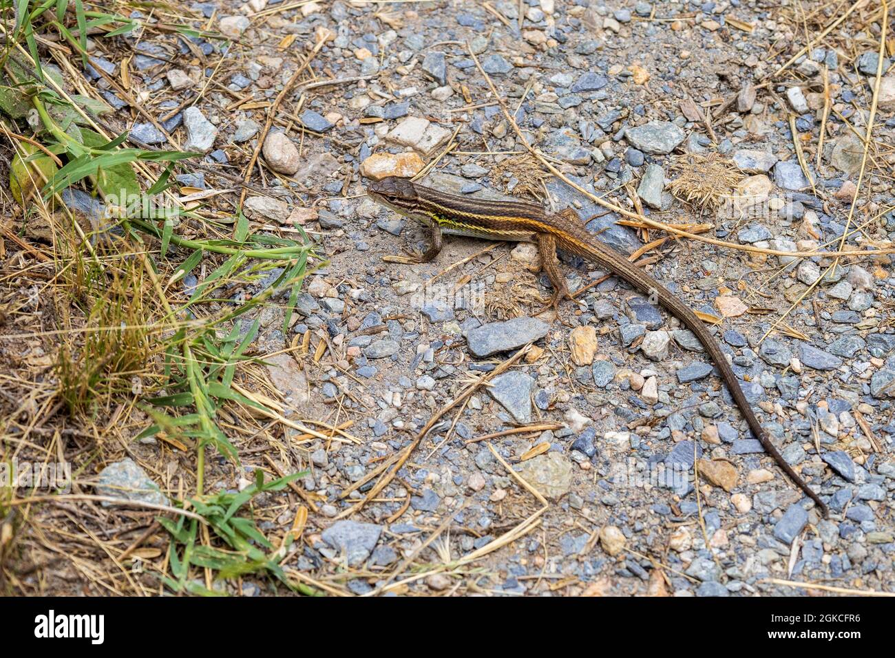 Long sand racer hi-res stock photography and images - Alamy