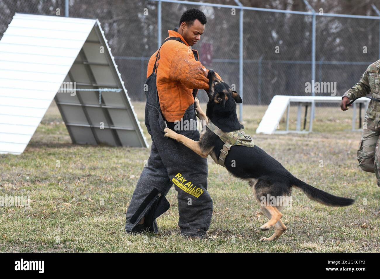 Beny, Military Working Dog, bites an acting perpetrator during a ...