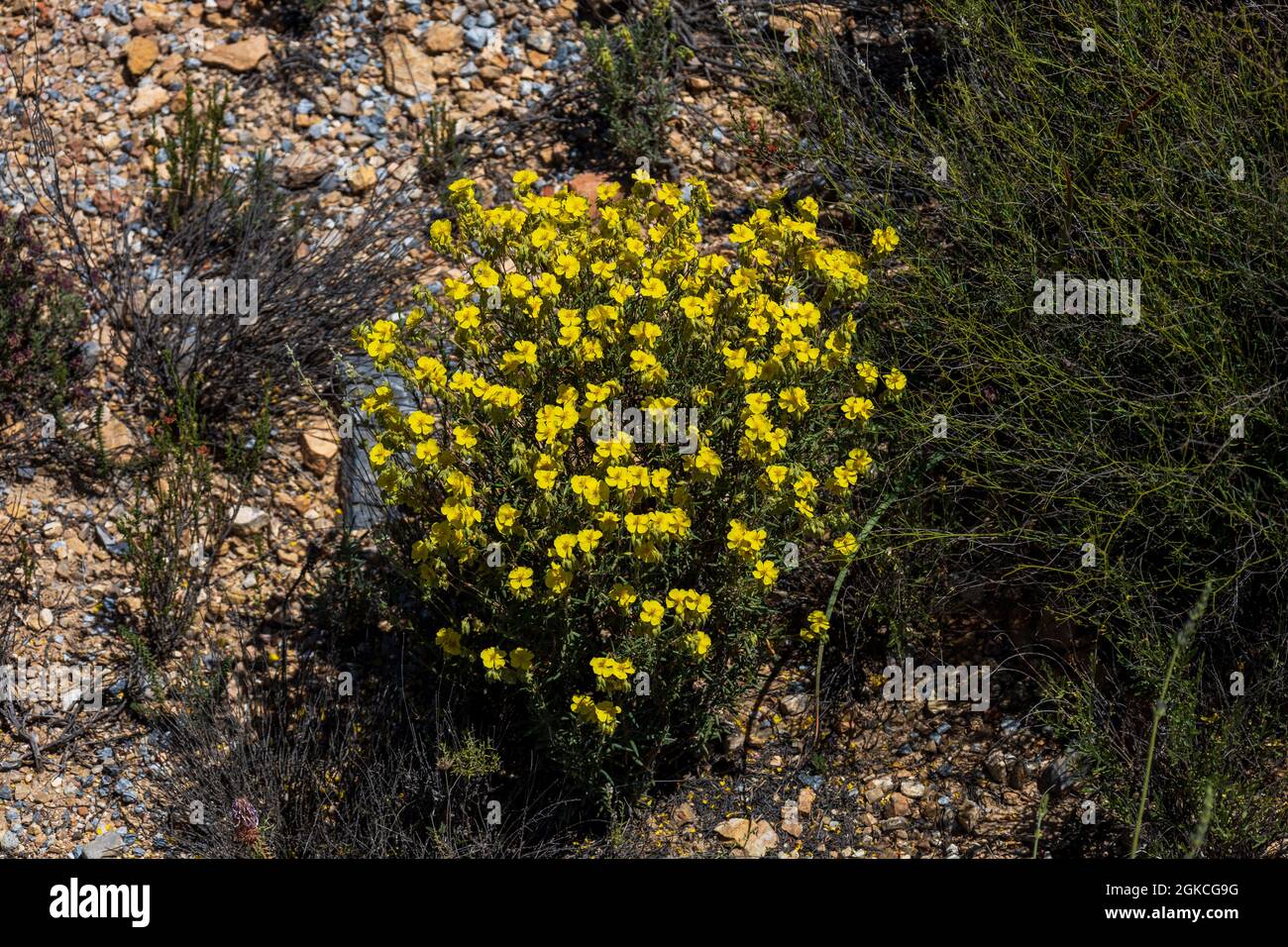 Rosemary jarilla hi-res stock photography and images - Alamy