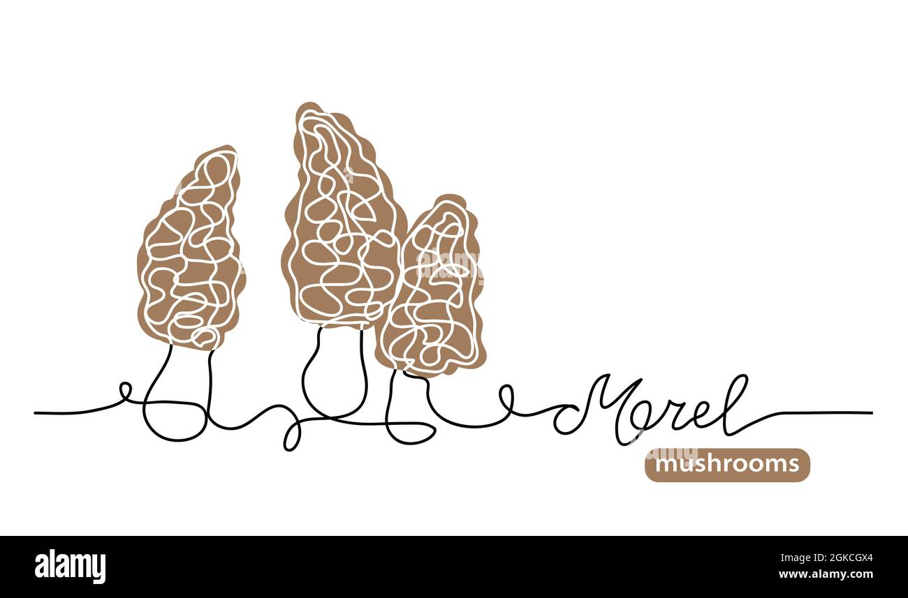 Petty morel wild mushrooms one line art drawing. Simple vector line ...