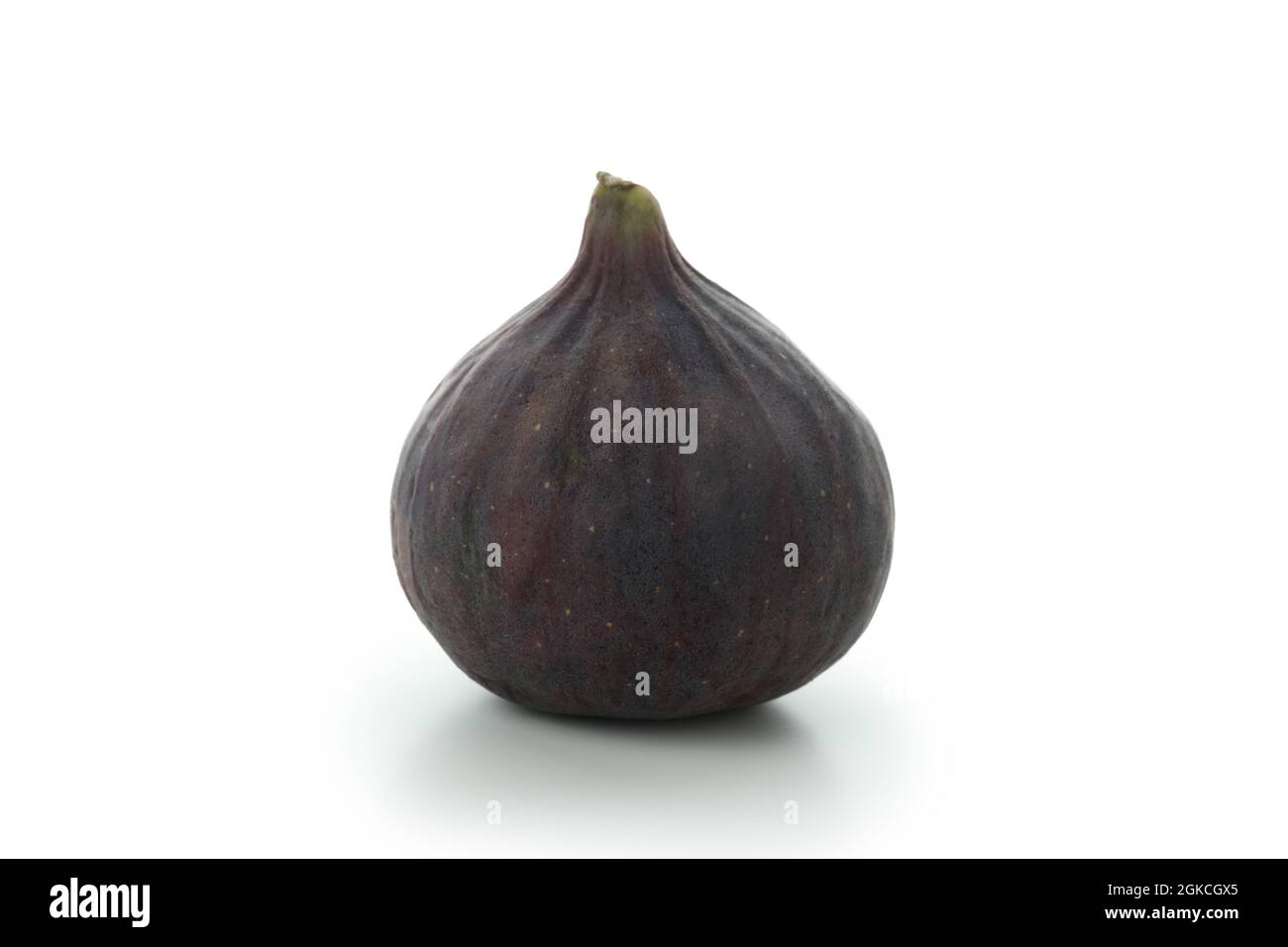 Fig leaf ladies hi-res stock photography and images - Alamy