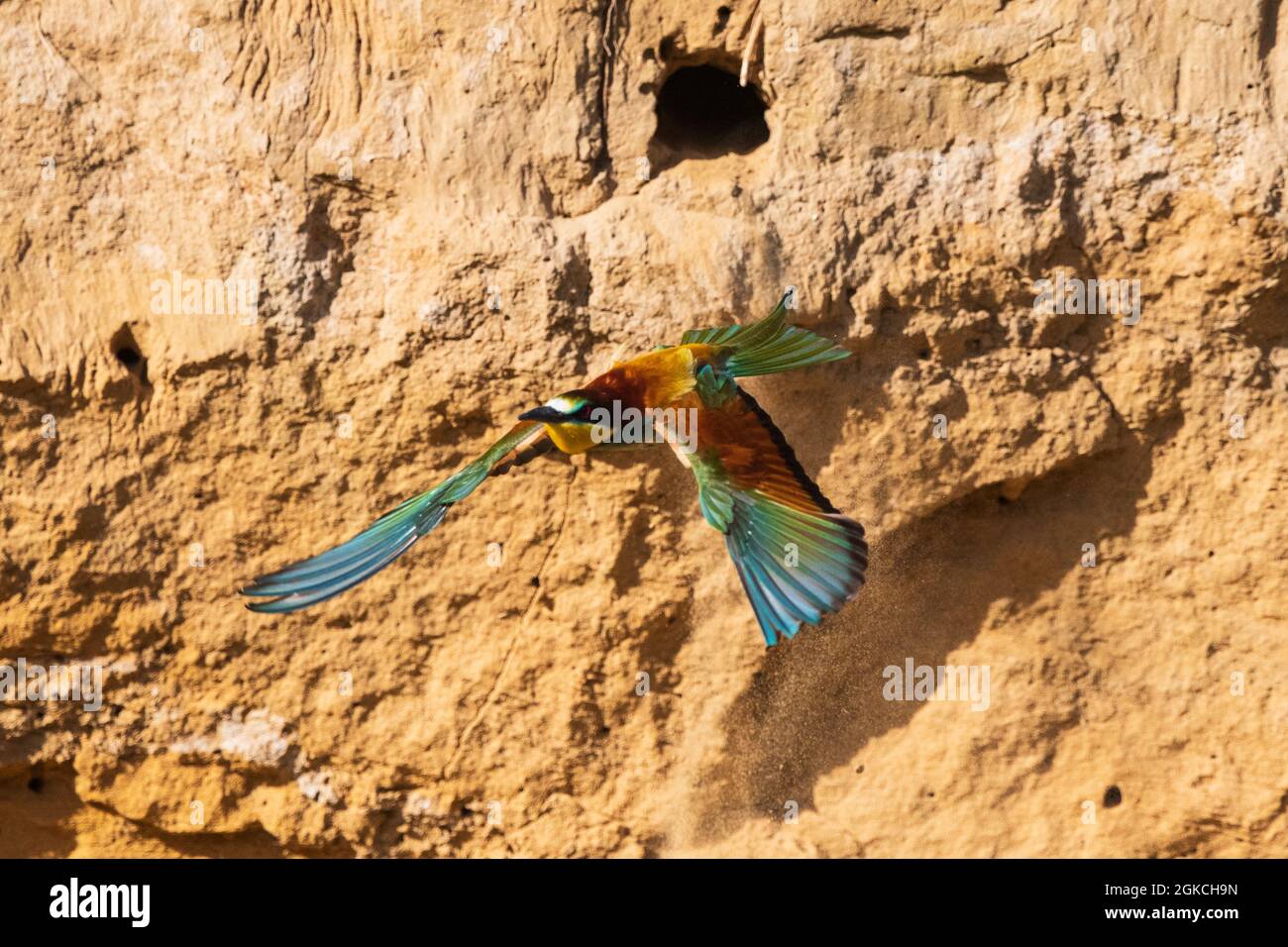 A European Bee-eater in flight in front of its nest hole, Provence ...
