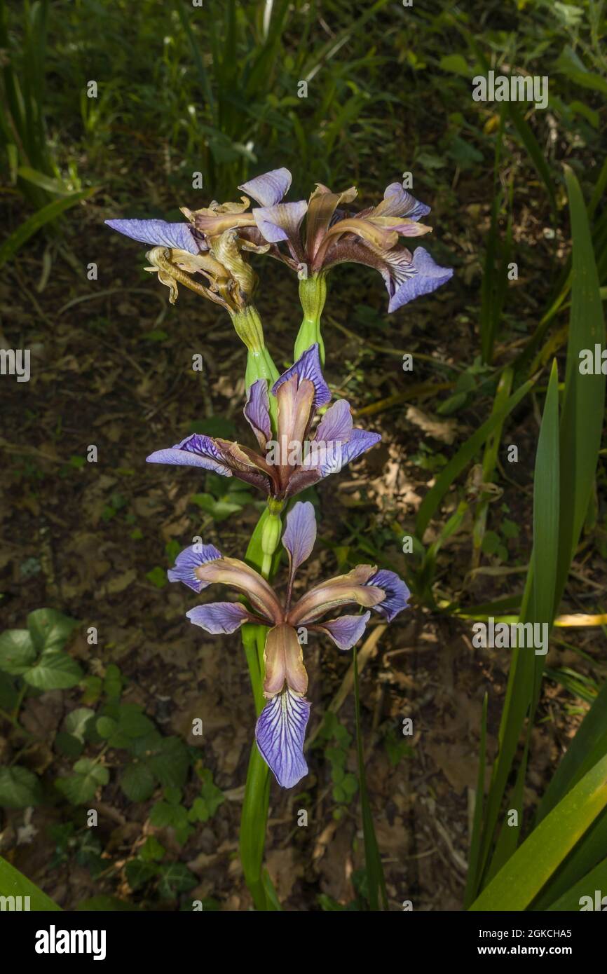 Stinking Iris (Iris foetidissima) growing on a nature reserve in the ...