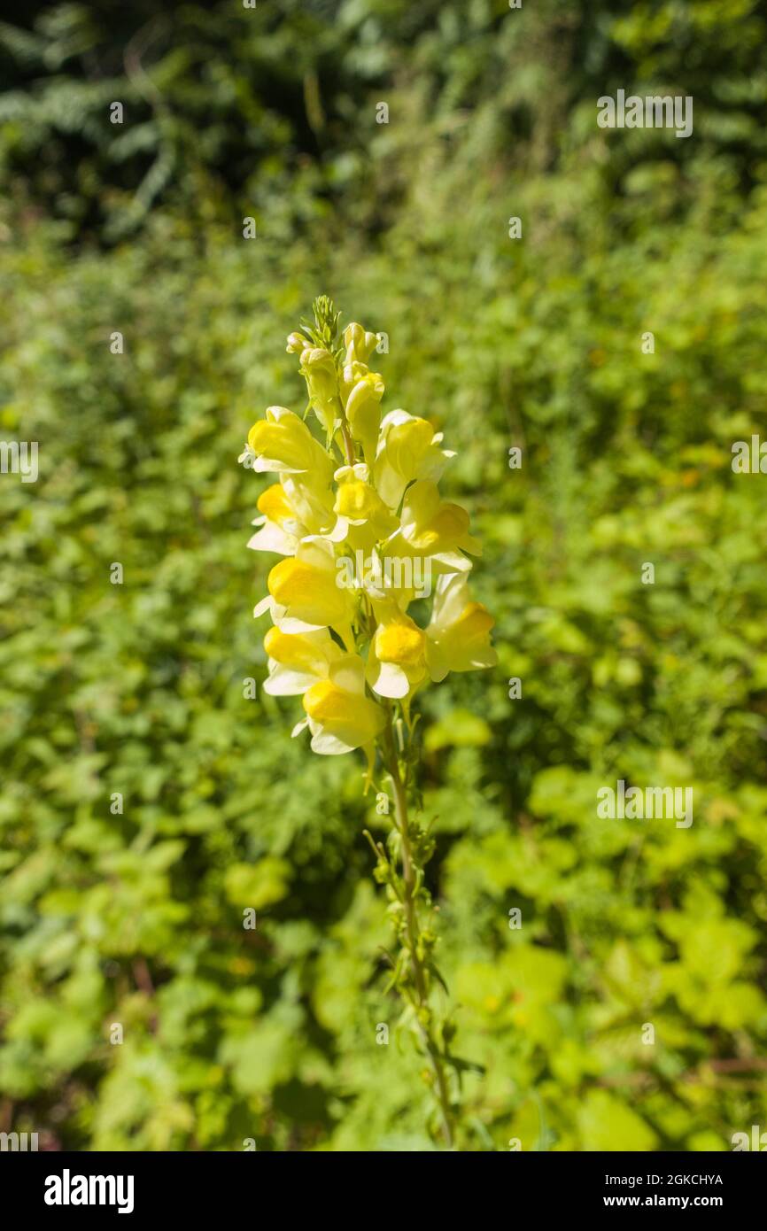 Common Toadflax (Linaria vulgaris) an erect perennial flowering from ...
