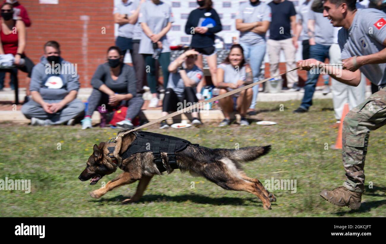Security forces k9 handler dog hi-res stock photography and images - Alamy