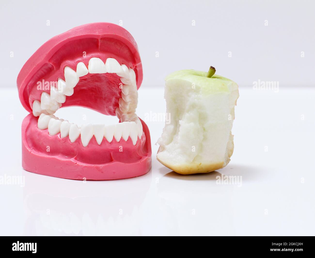 Layout of the human jaw with an apple core on the white background ...