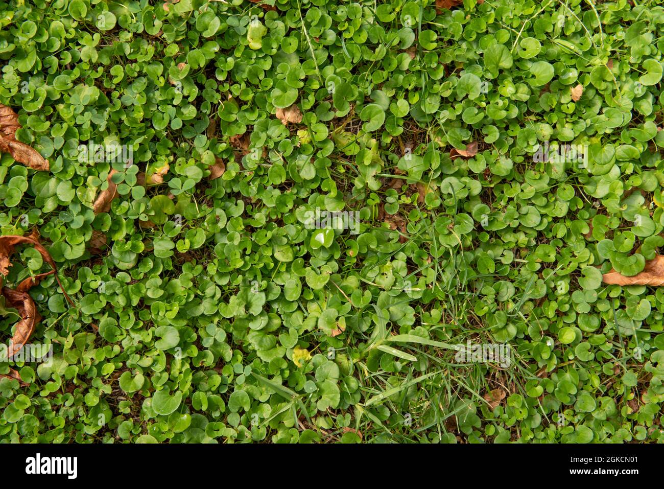 Herbs texture hi-res stock photography and images - Alamy