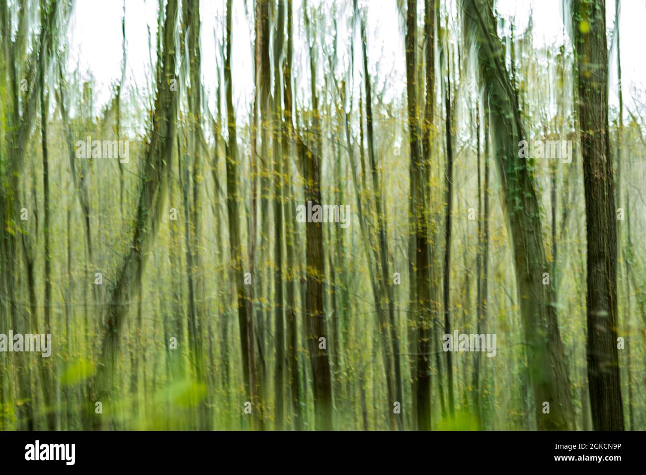 motion effect on tree trunks. Vector wood texture background Stock ...