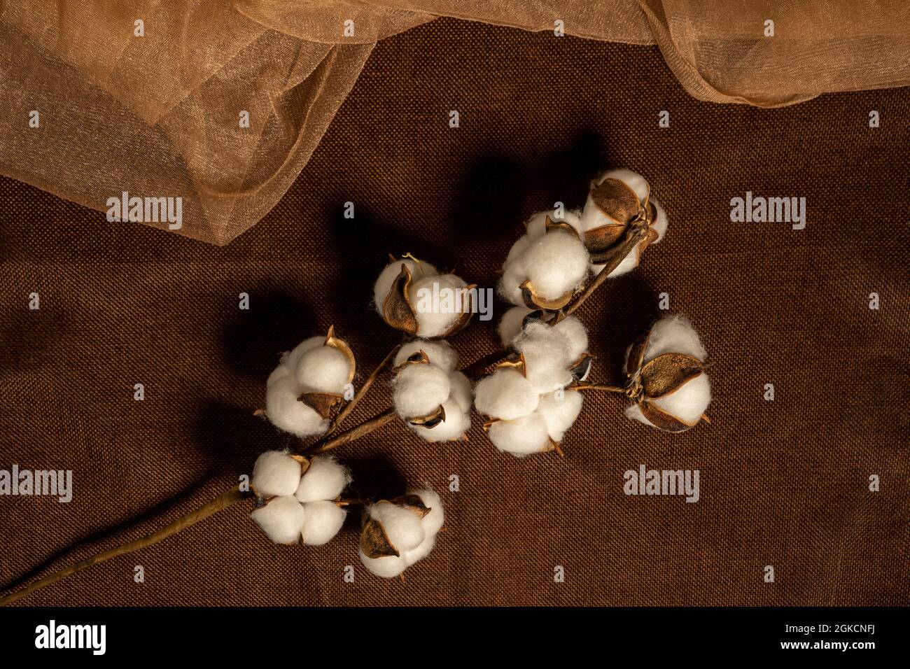 Beautiful cotton branch on hi-res stock photography and images - Alamy
