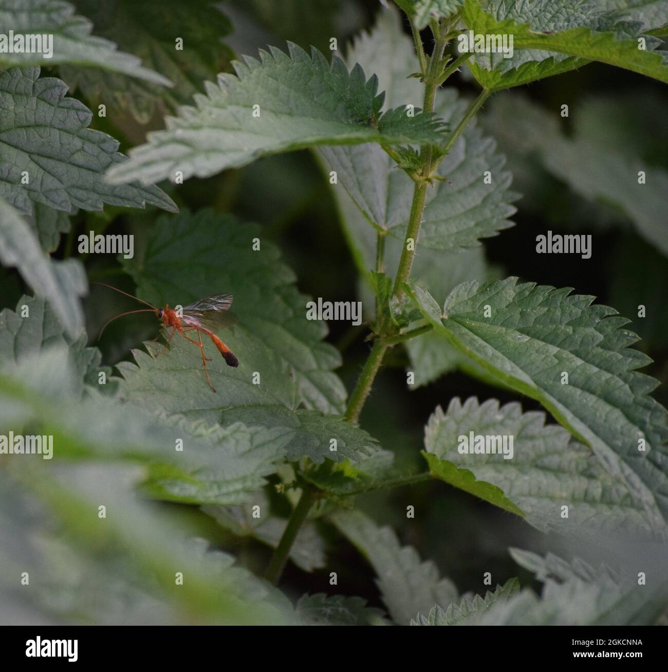 Sickle wasp hi-res stock photography and images - Alamy