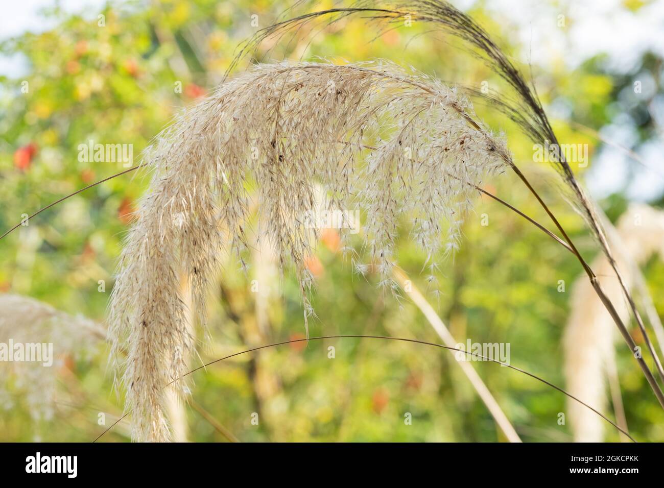 Cortaderia richardii. Toe toe grass (Plumed tussock) in an english ...