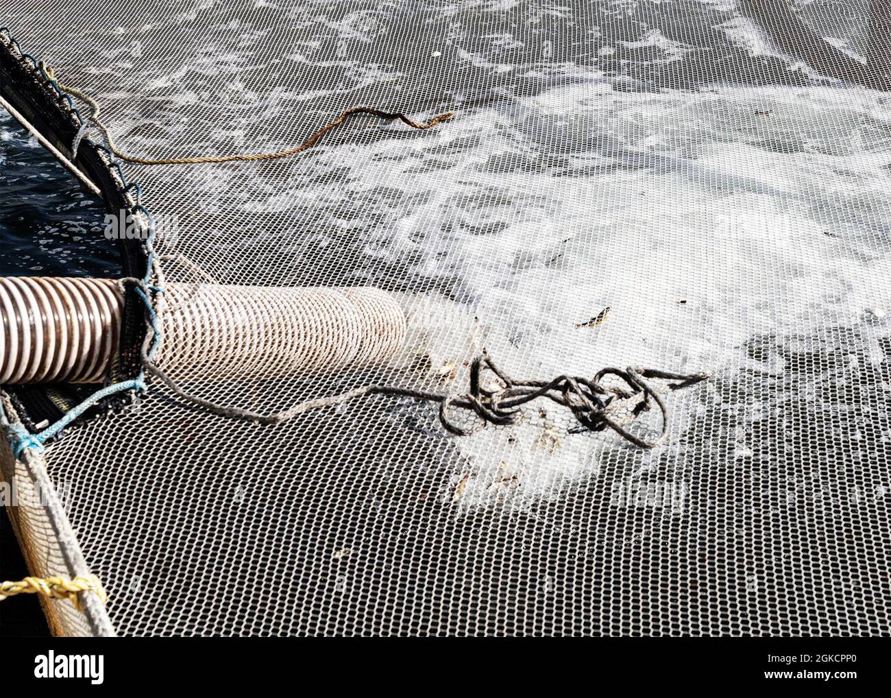 210315-N-MV201-028 KEYPORT Wash. (March 15, 2021) - Coho salmon are ...