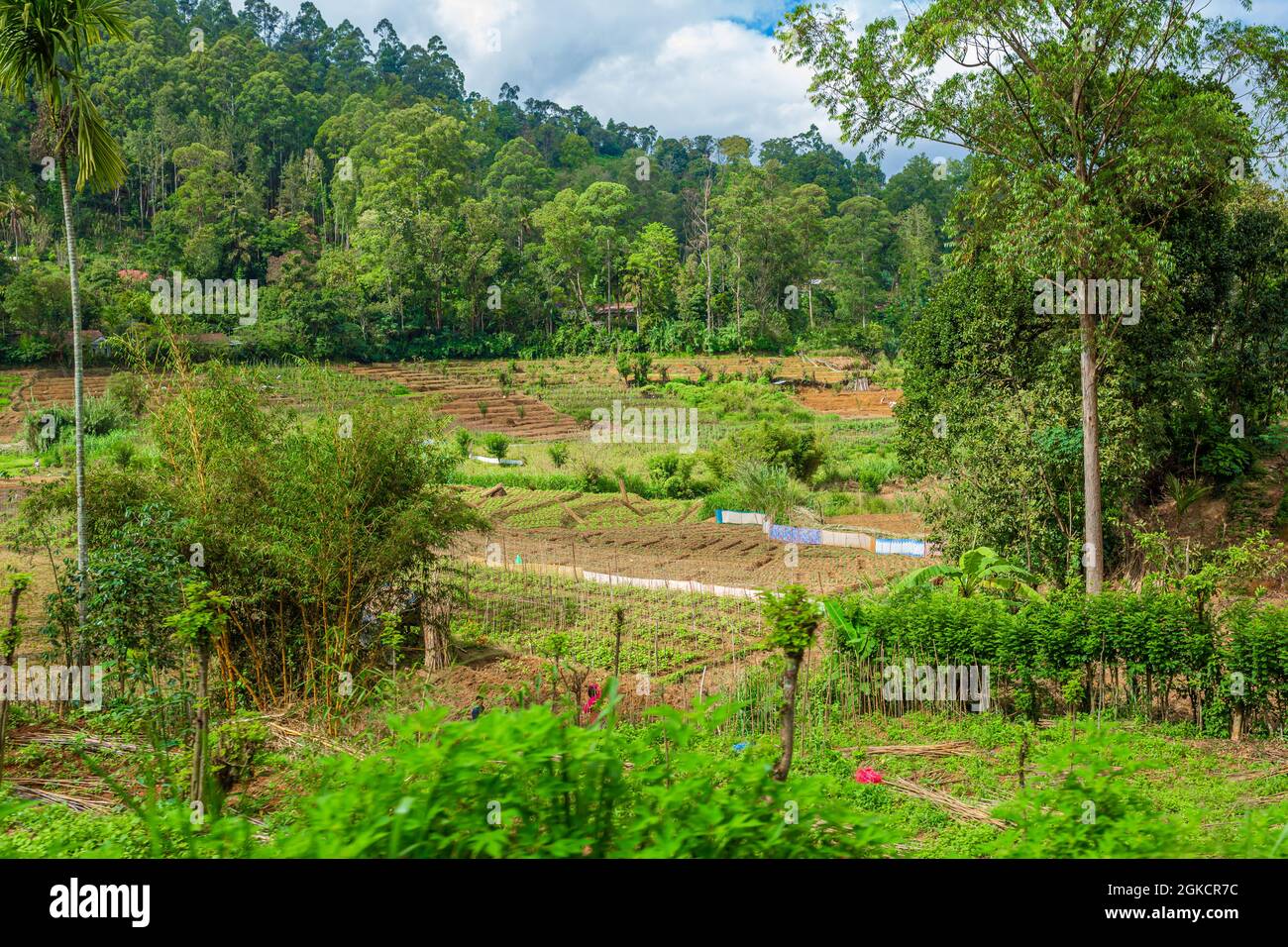 Local household in Sri Lanka. A green vegetable garden with even beds ...
