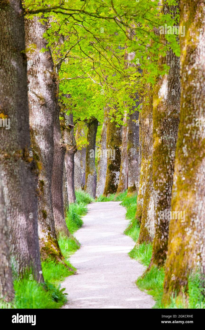 Small path through a meadow hi-res stock photography and images - Alamy