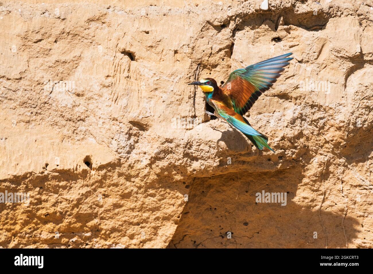 A European Bee-eater in flight in front of its nest hole, Provence ...