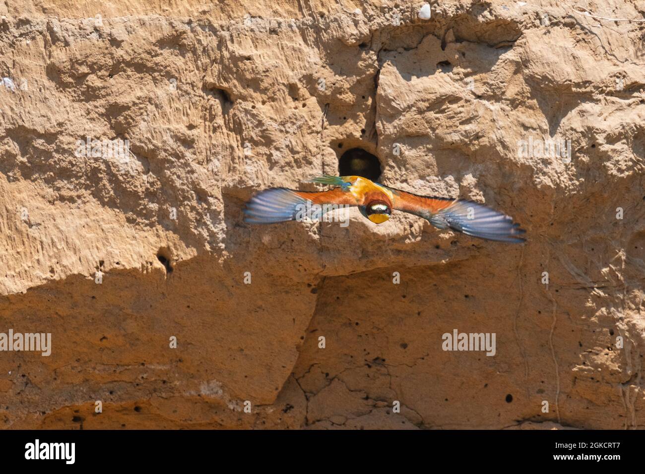 A European Bee-eater in flight in front of its nest hole, Provence ...