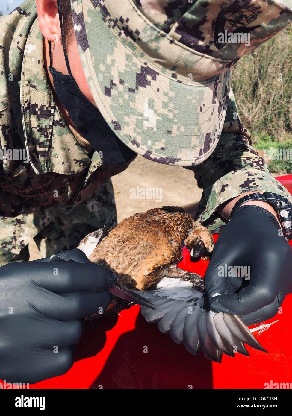 Lt. Riley Tedrow, an entomologist assigned to Navy Environmental ...