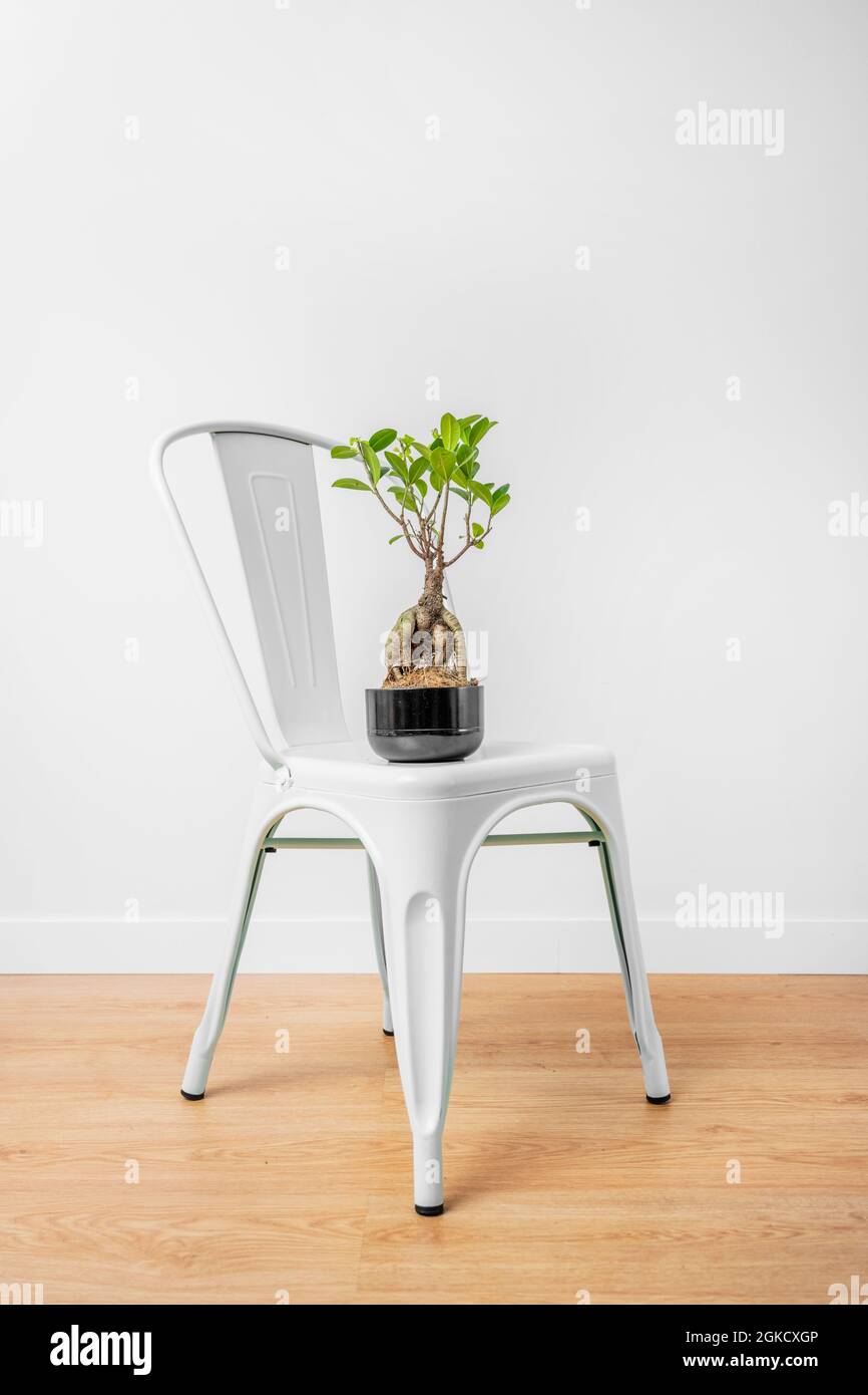 Bonsai on white garden chair on wooden decking floor and white ...