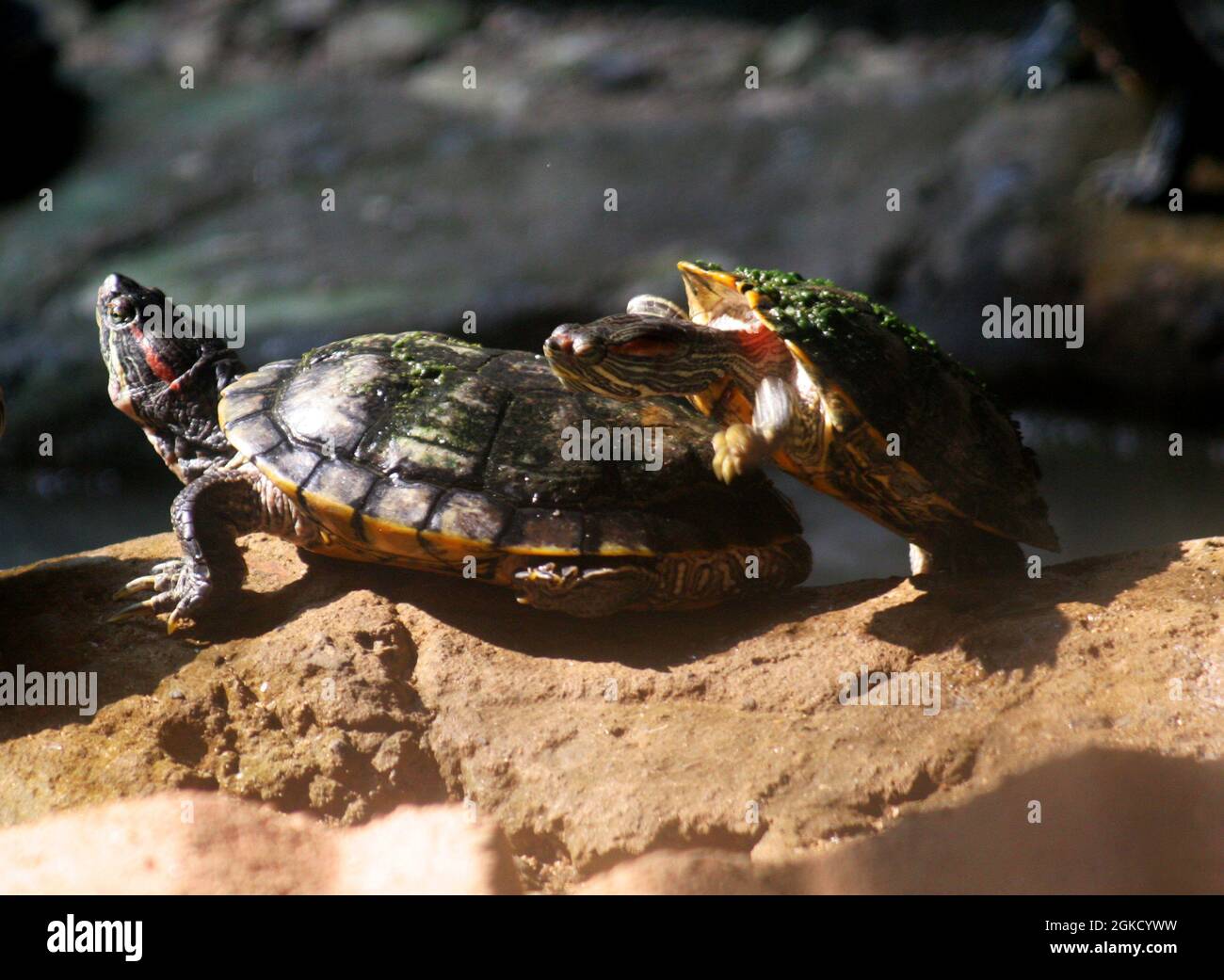 Brazilian slider hi-res stock photography and images - Alamy