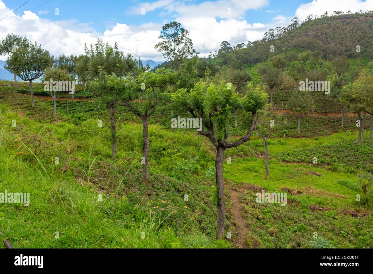 Picturesque natural landscape. Green tea plantations in the highlands ...