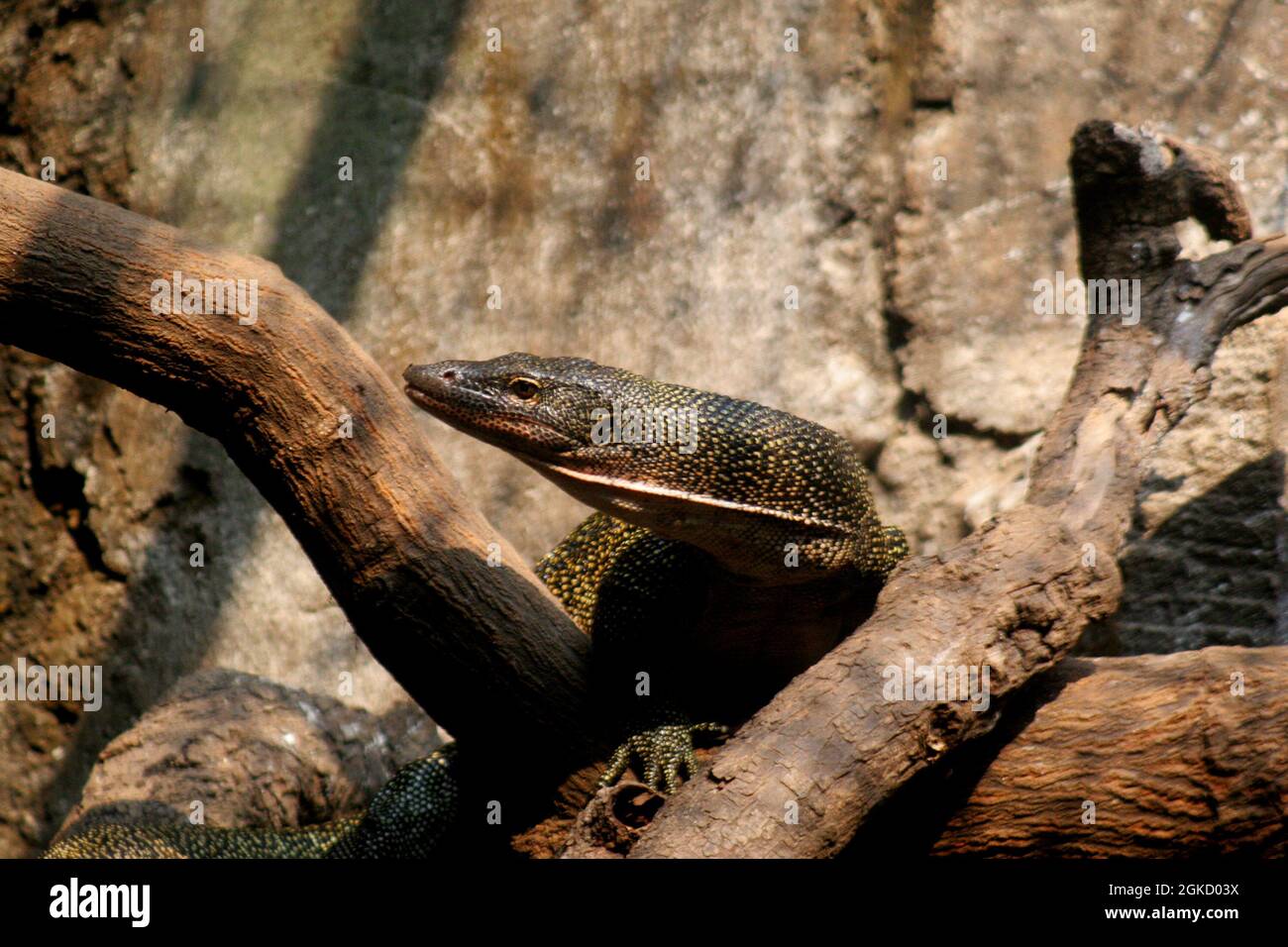 Portraits of Monitor lizards in the Conservation Stock Photo - Alamy