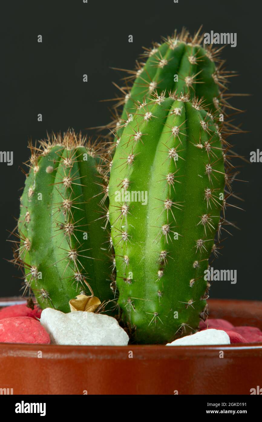 Cereus plant wallpaper hi-res stock photography and images - Alamy