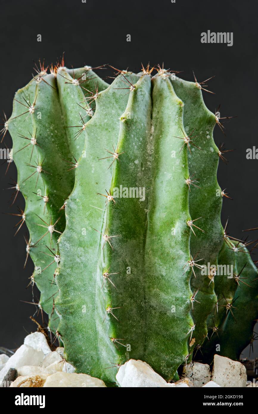 Cereus plant wallpaper hi-res stock photography and images - Alamy