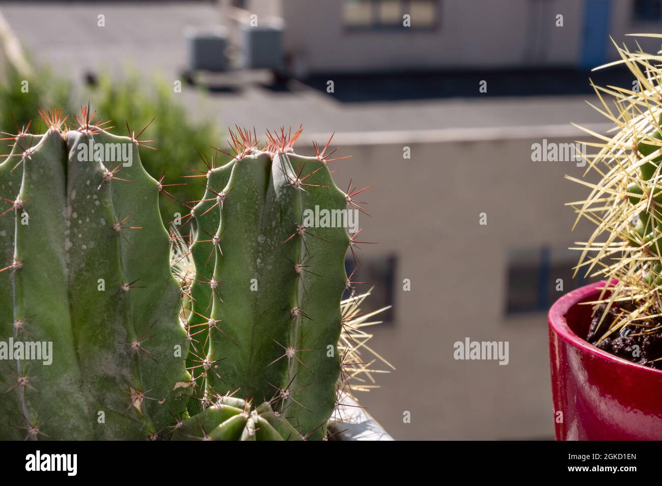 Mother in laws cactus hi-res stock photography and images - Alamy