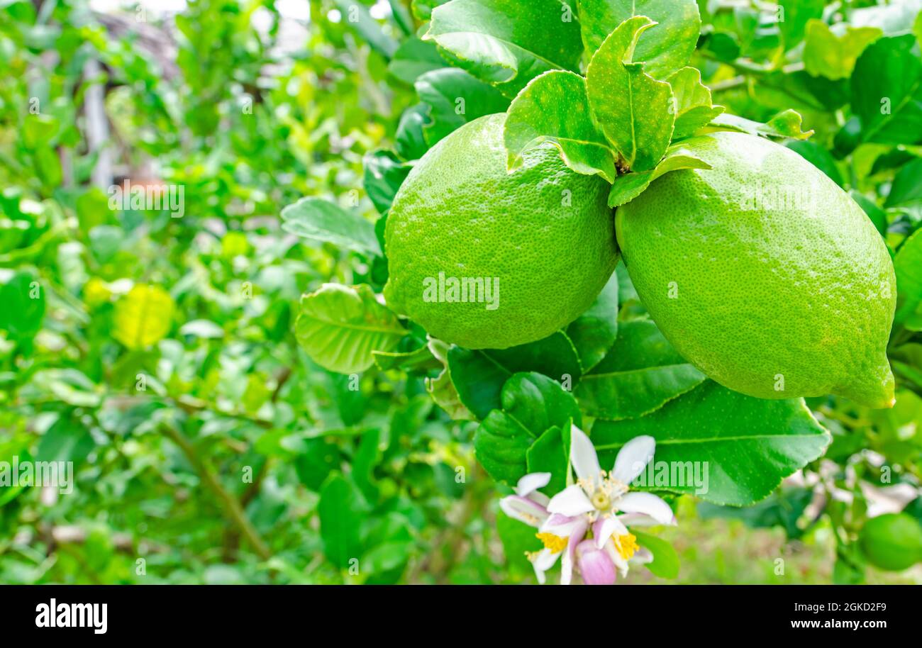 Fresh lemons grown in the garden Stock Photo - Alamy