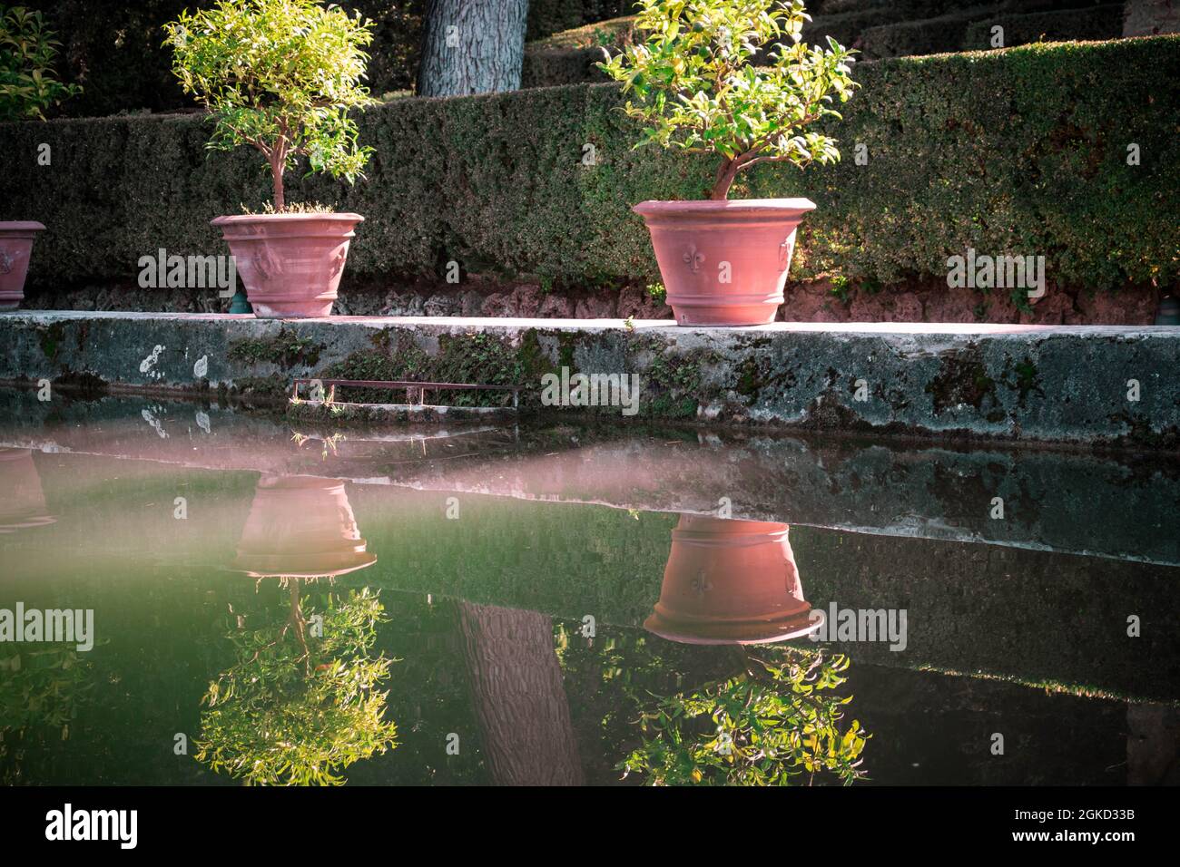 Two plant vases and their reflection in water in a nature garden Stock ...