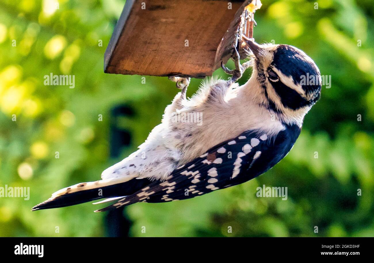 Suet hanging hi-res stock photography and images - Alamy