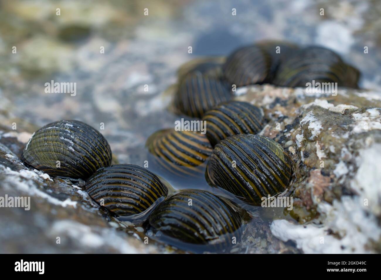 Small sea shore shells on the stone hi-res stock photography and images ...