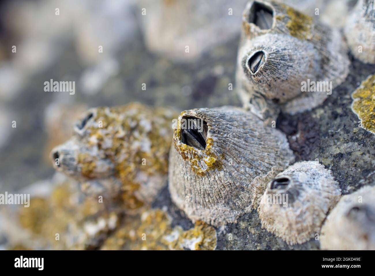 Sea stone on a beach covered in sea shells Stock Photo - Alamy