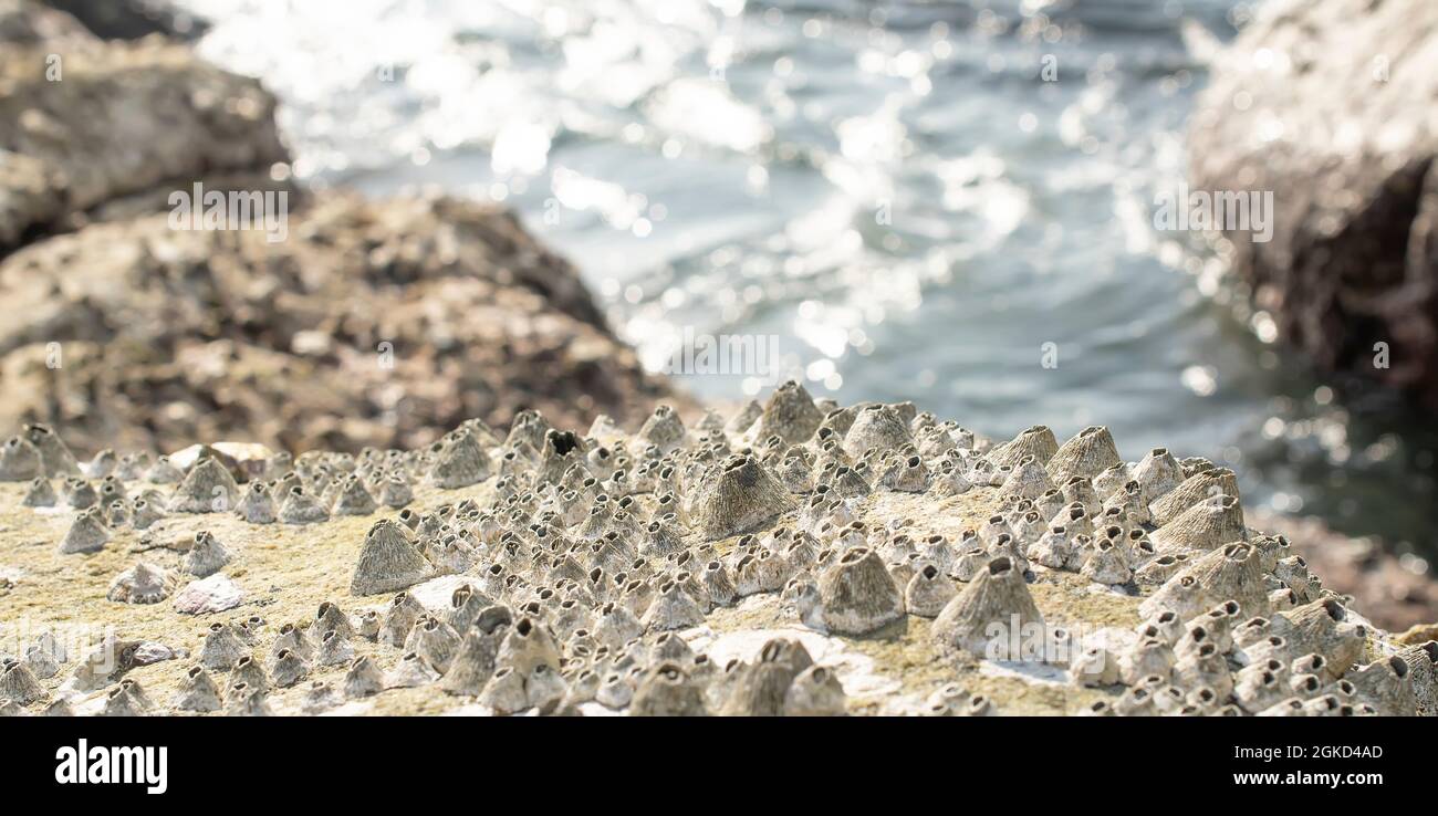 Sea stone on a beach covered in sea shells Stock Photo - Alamy