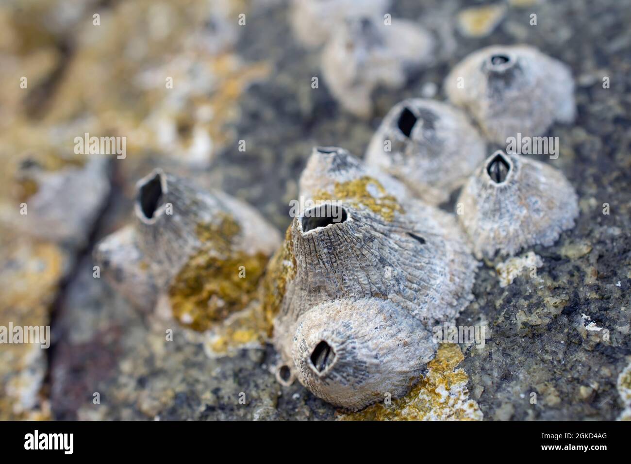 Sea stone on a beach covered in sea shells Stock Photo - Alamy