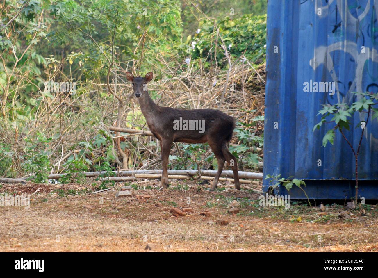 The Deer. Deer or true deer are hoofed ruminant mammals forming the ...