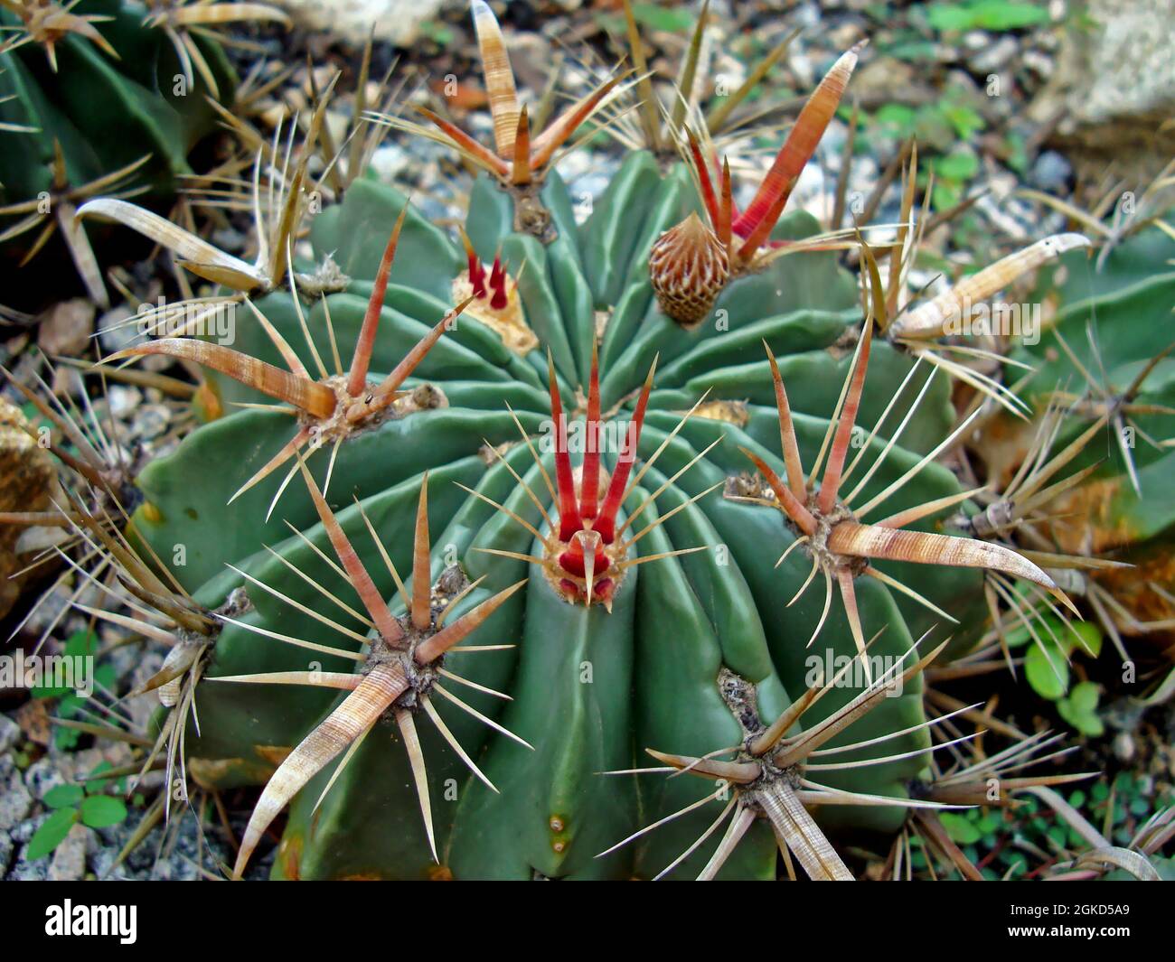 Cactus on desert garden, Rio Stock Photo - Alamy