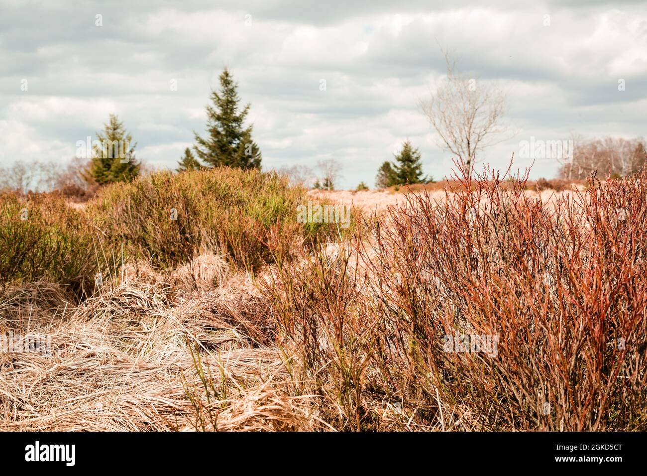 The High Fens, Hoge Venen, Belgium, Signal Van Botrange Stock Photo - Alamy