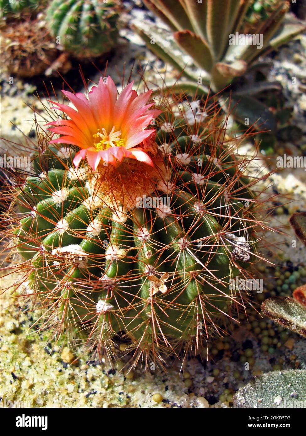 Flowering cactus on garden Stock Photo - Alamy