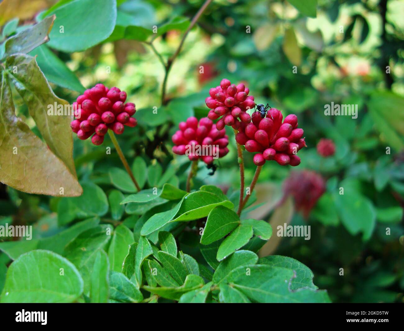 Powder puff bud hi-res stock photography and images - Alamy
