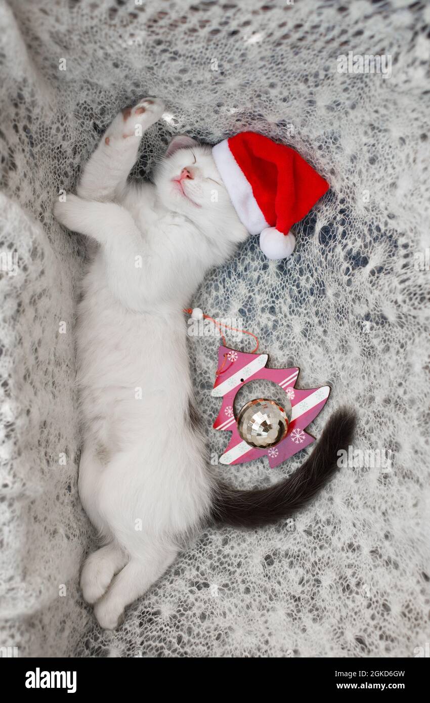small white kitten sleeps sweetly lying on its side on a light soft ...