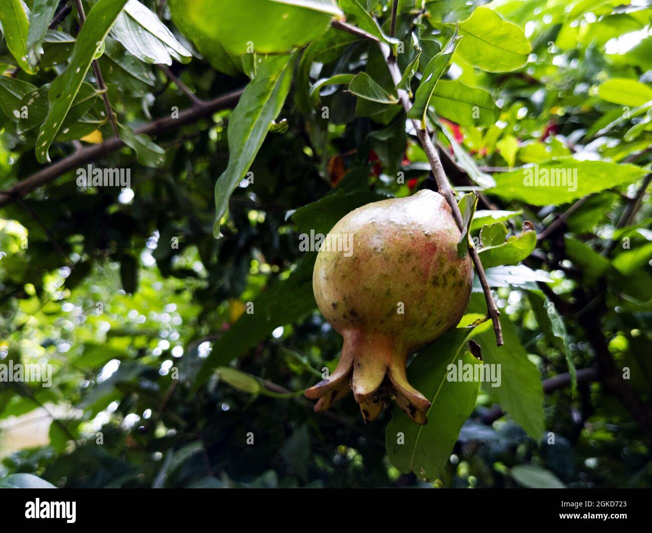 Closeup shot of a pomegranate hanging from a tree in a garden Stock ...