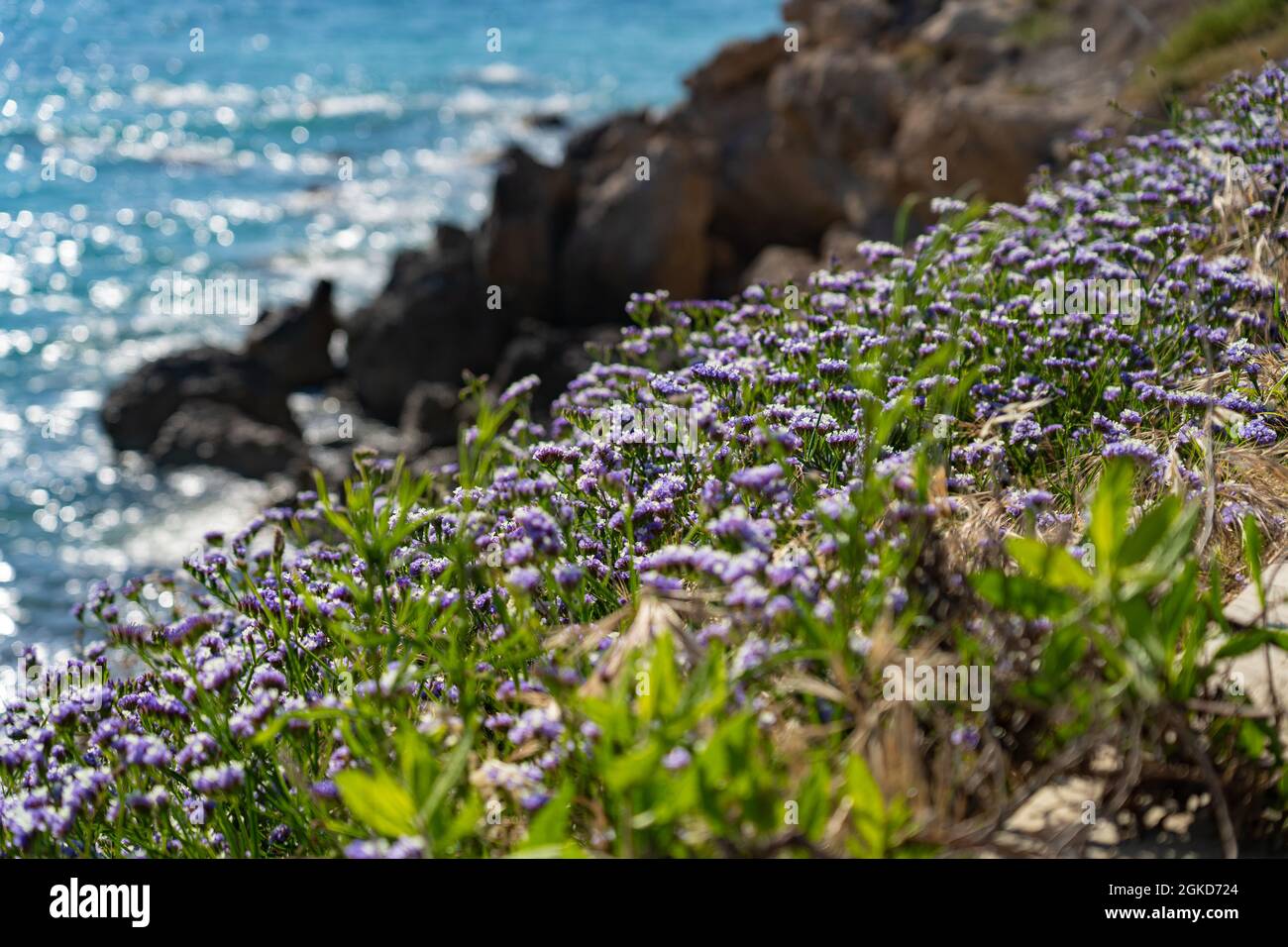 Paphos wildflowers hi-res stock photography and images - Alamy
