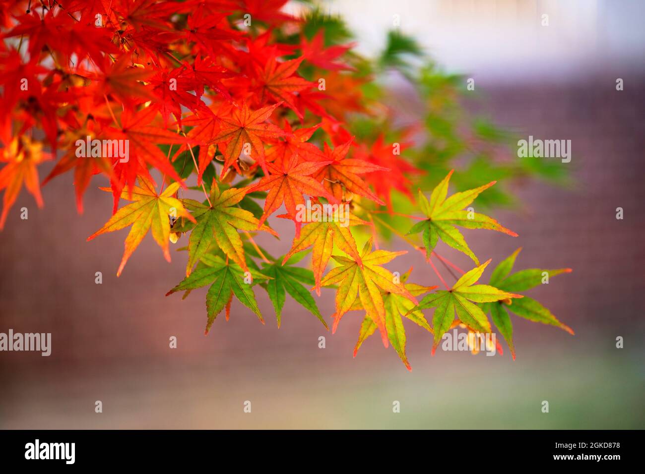 Natural candid realistic hi-res stock photography and images - Alamy