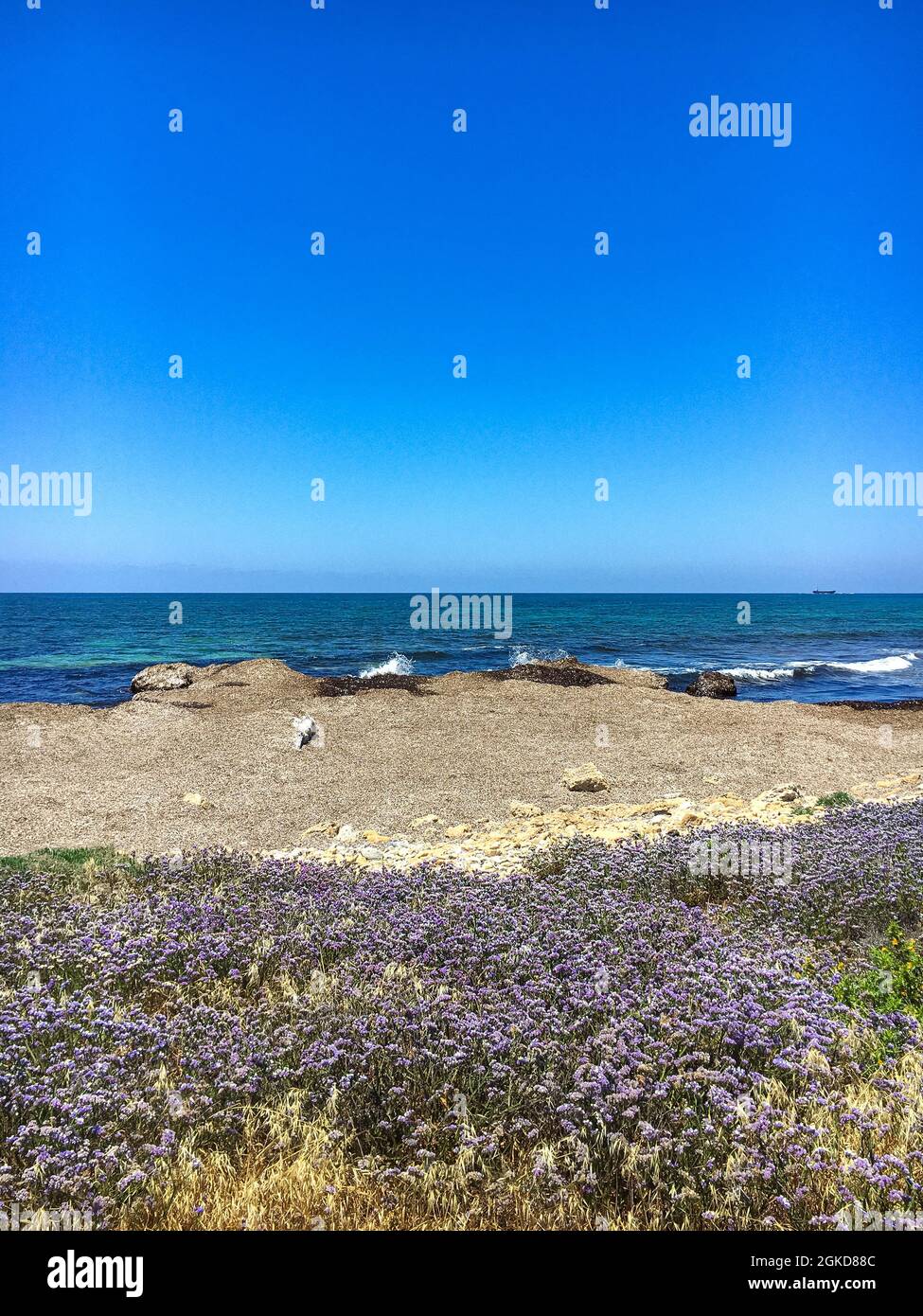 Paphos wildflowers hi-res stock photography and images - Alamy