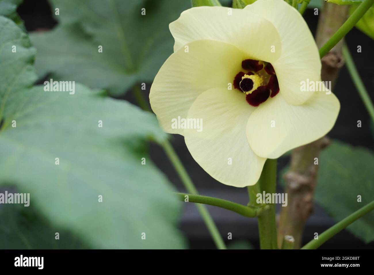Closeup shot of Okra (Abelmoschus esculentus) yellow flower blossom in ...