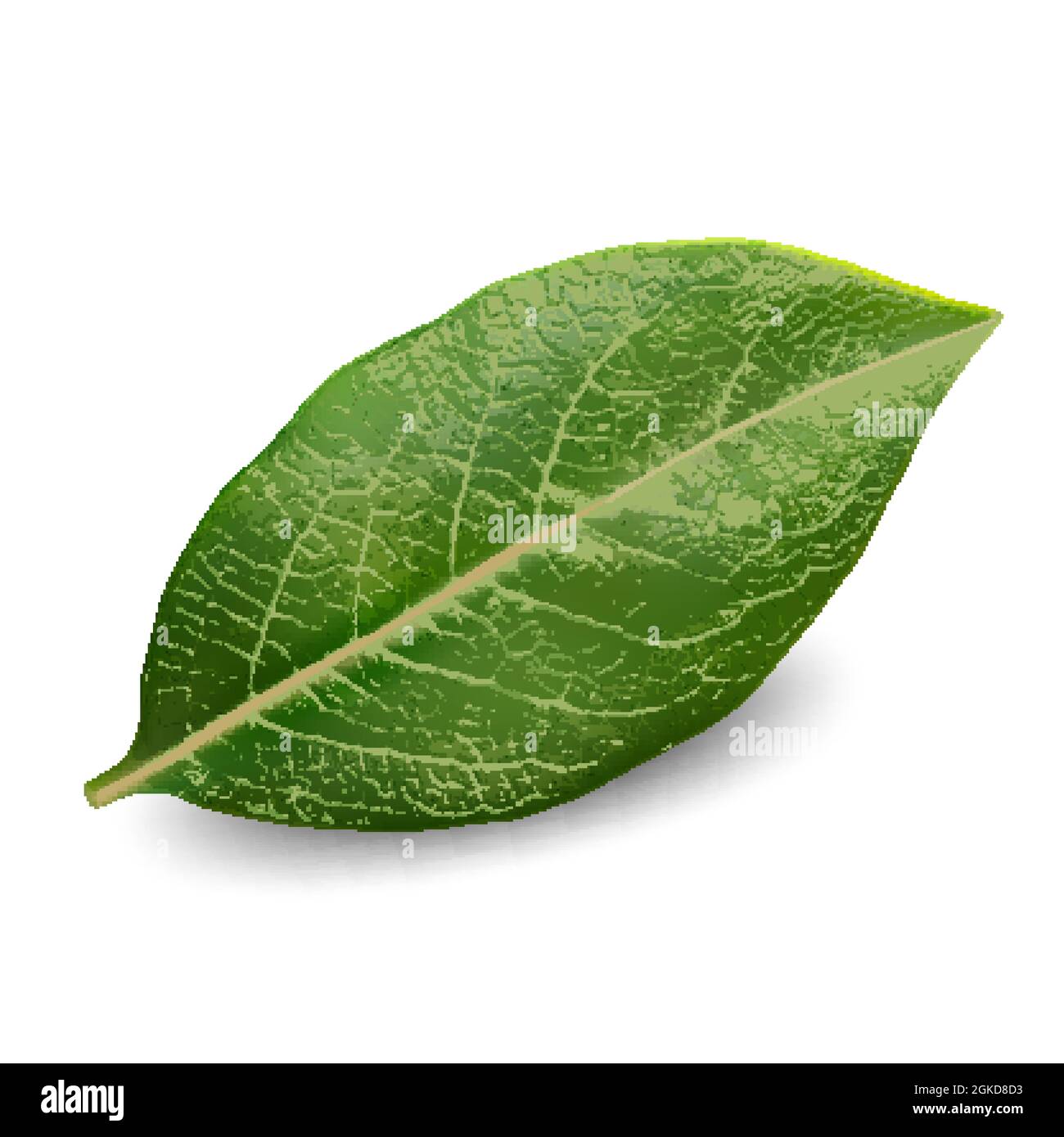 Blueberry Wild Bush Branch Natural Leaf Vector Stock Vector Image & Art ...