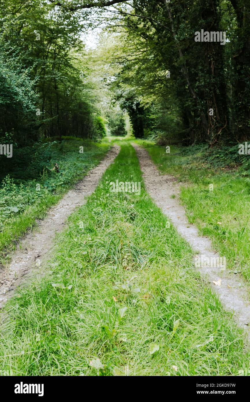Vertical shot of a narrow pathway in a forest surrounded by trees and ...