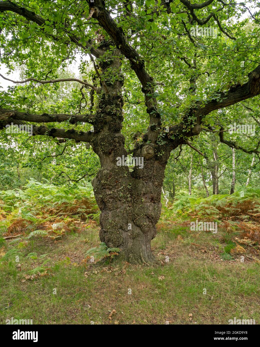 Ancient oak tree in a wood in summer Stock Photo - Alamy